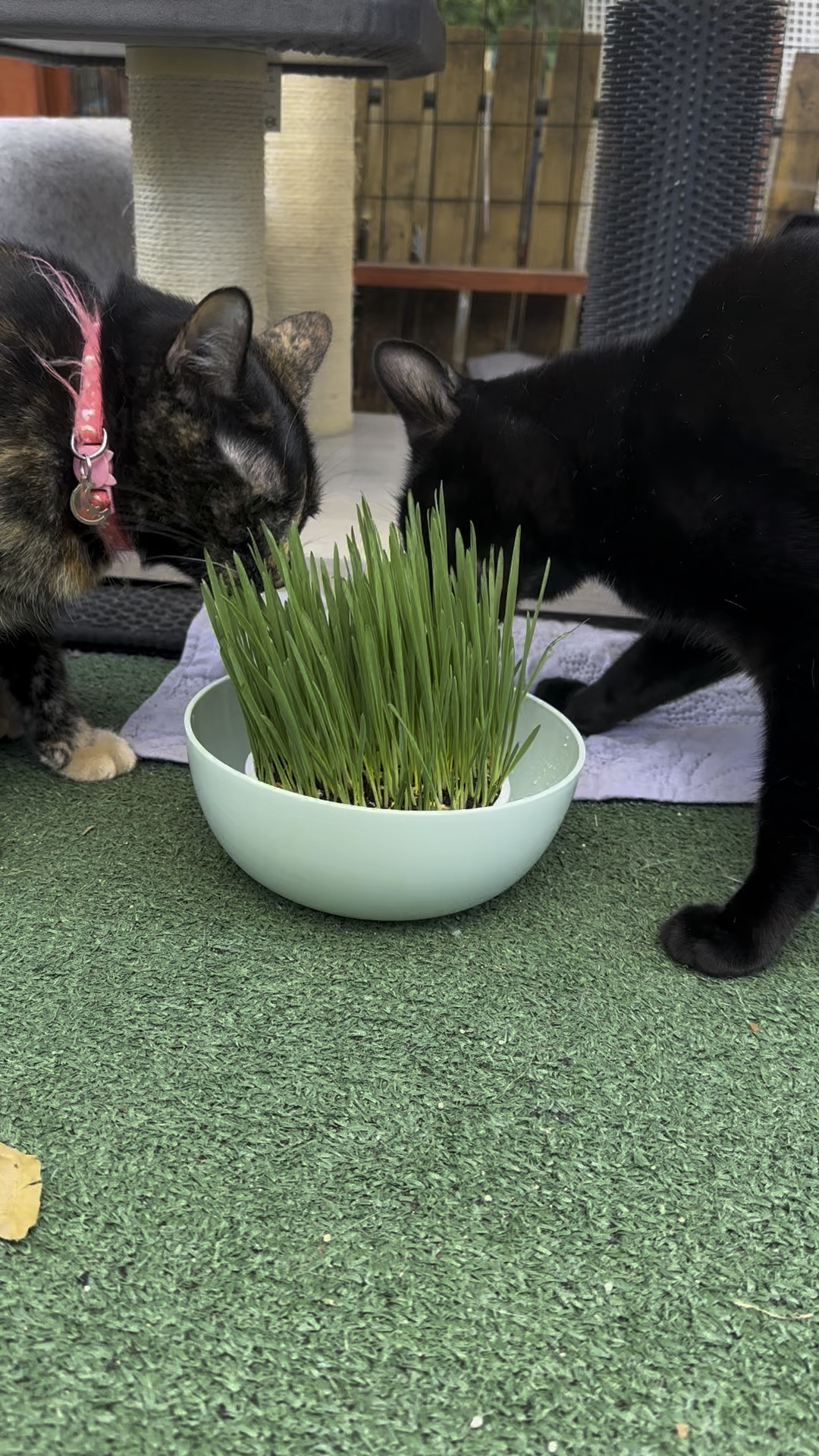 Frisco Natural Cat Grass Growing … curated on LTK
