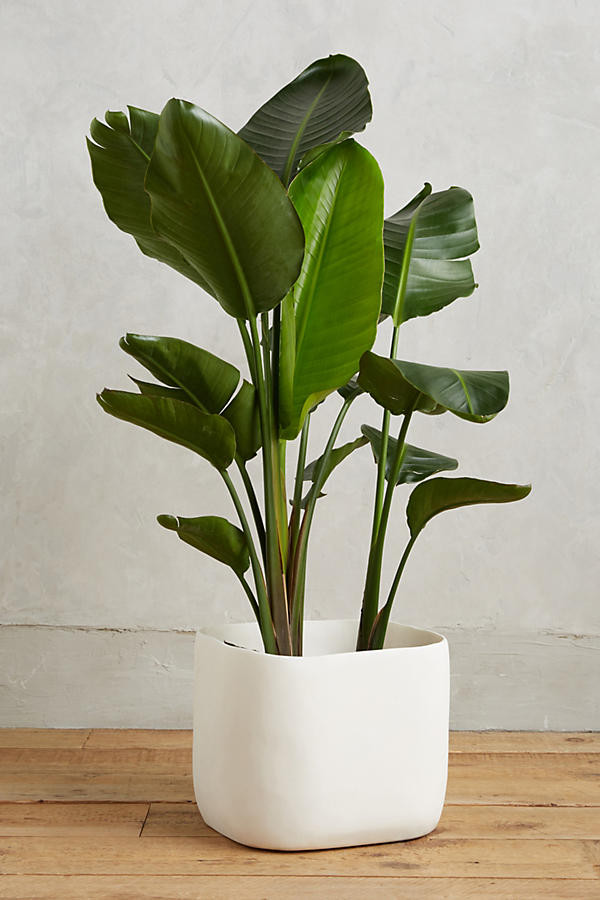 Home Tour: Endless Greenery — A Modern Urban Jungle Loft in Atlanta ...