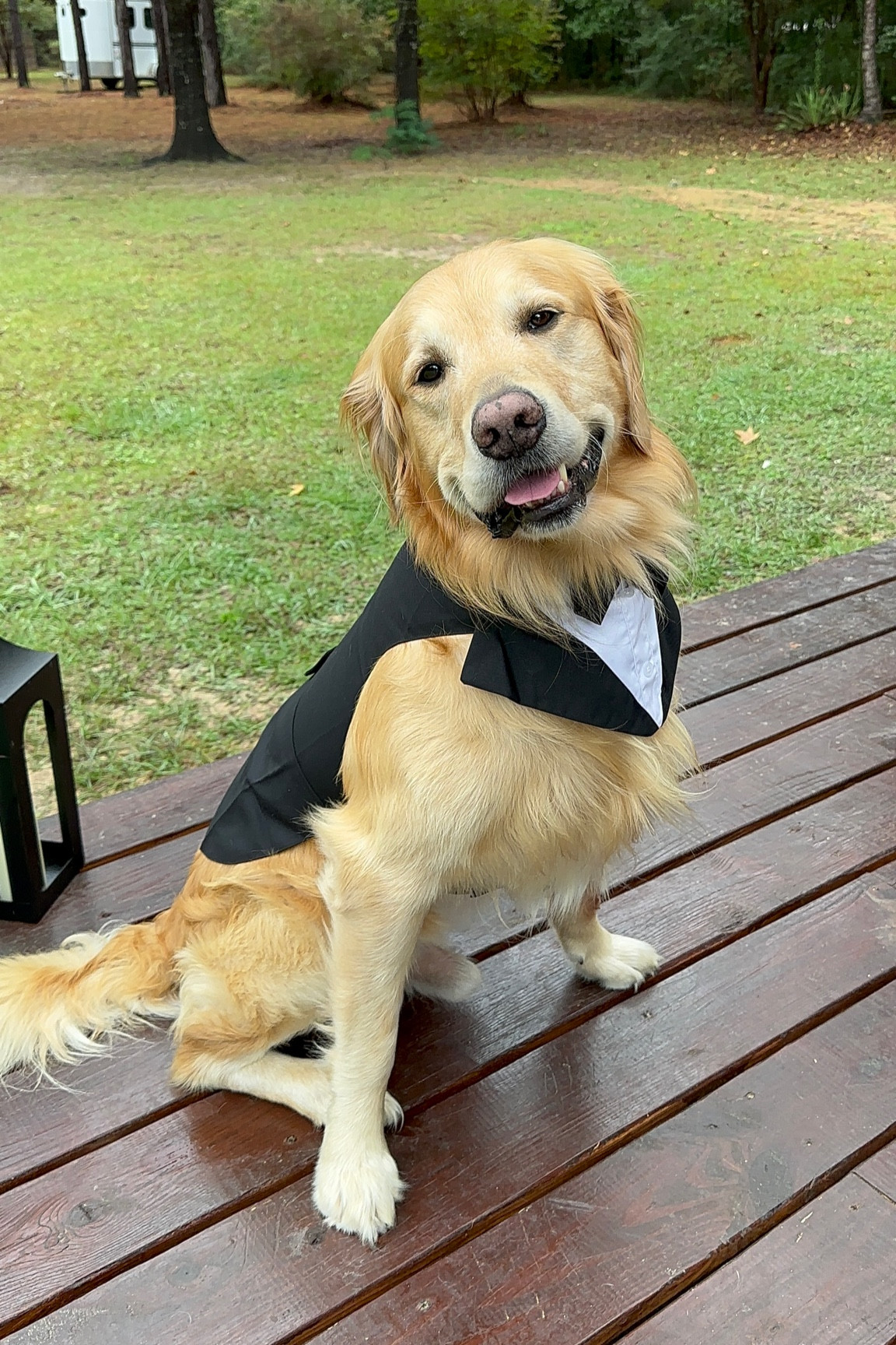 Dog Tuxedo Golden Retriever