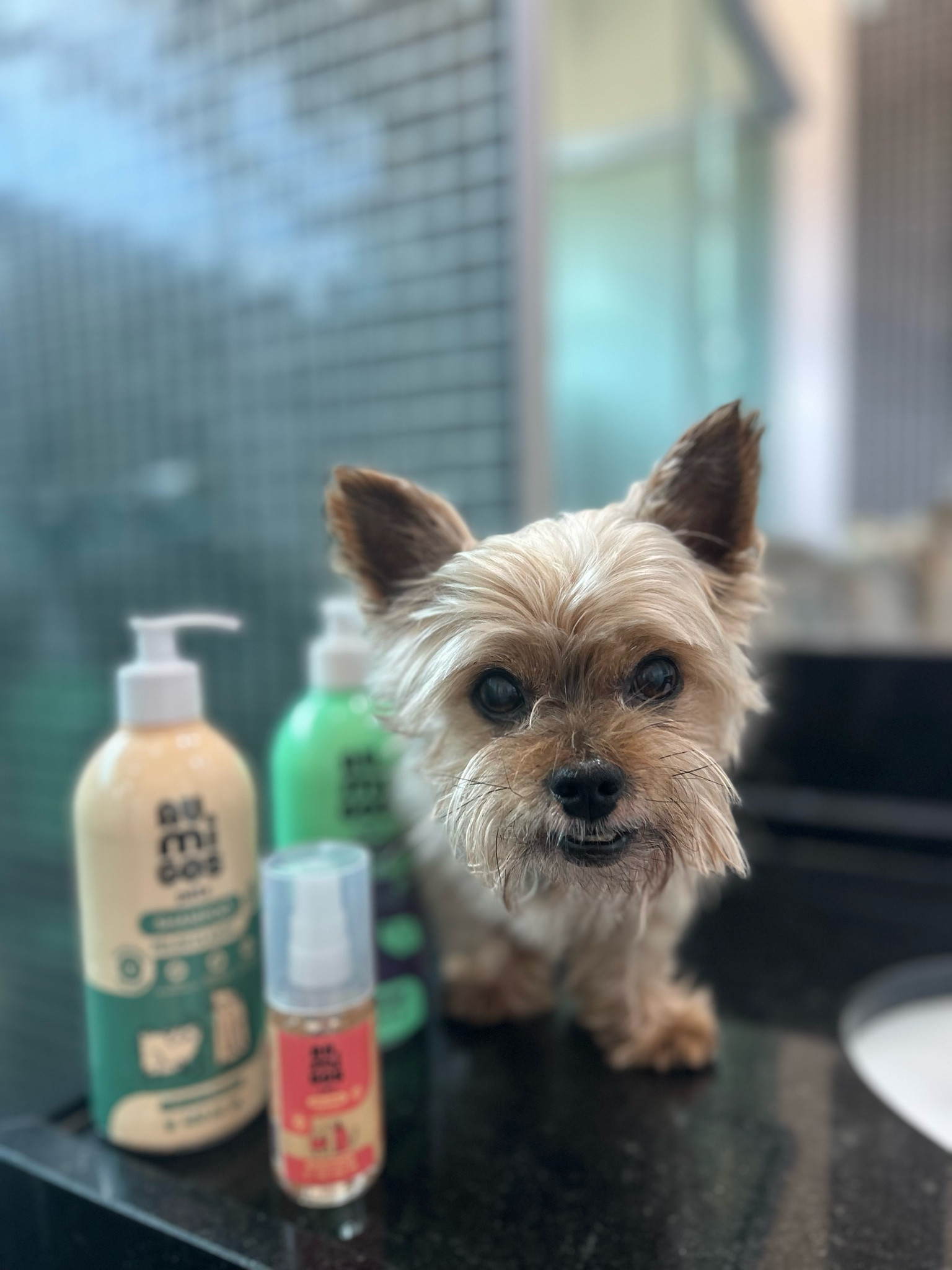 Combo Au.Migos Pets: Shampoo 5 em … curated on LTK