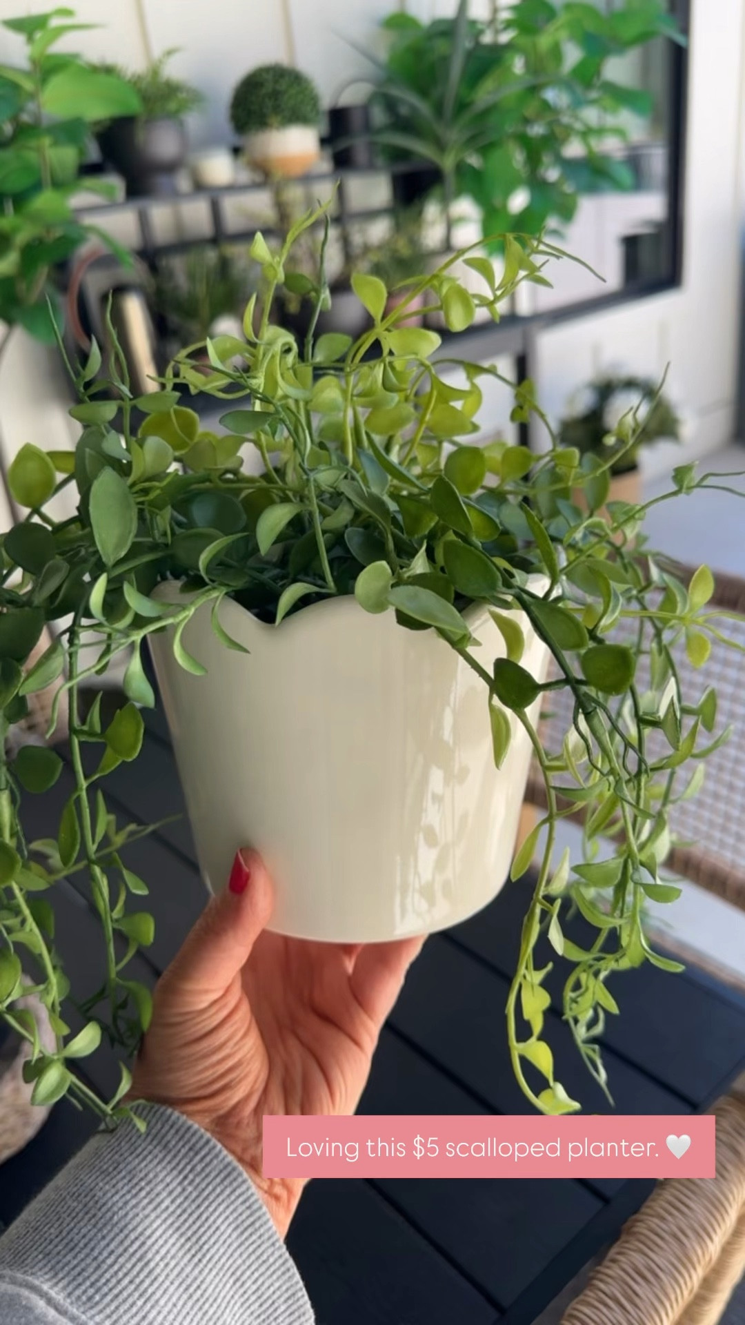Potted Button Leaf Plant, 9" curated on LTK