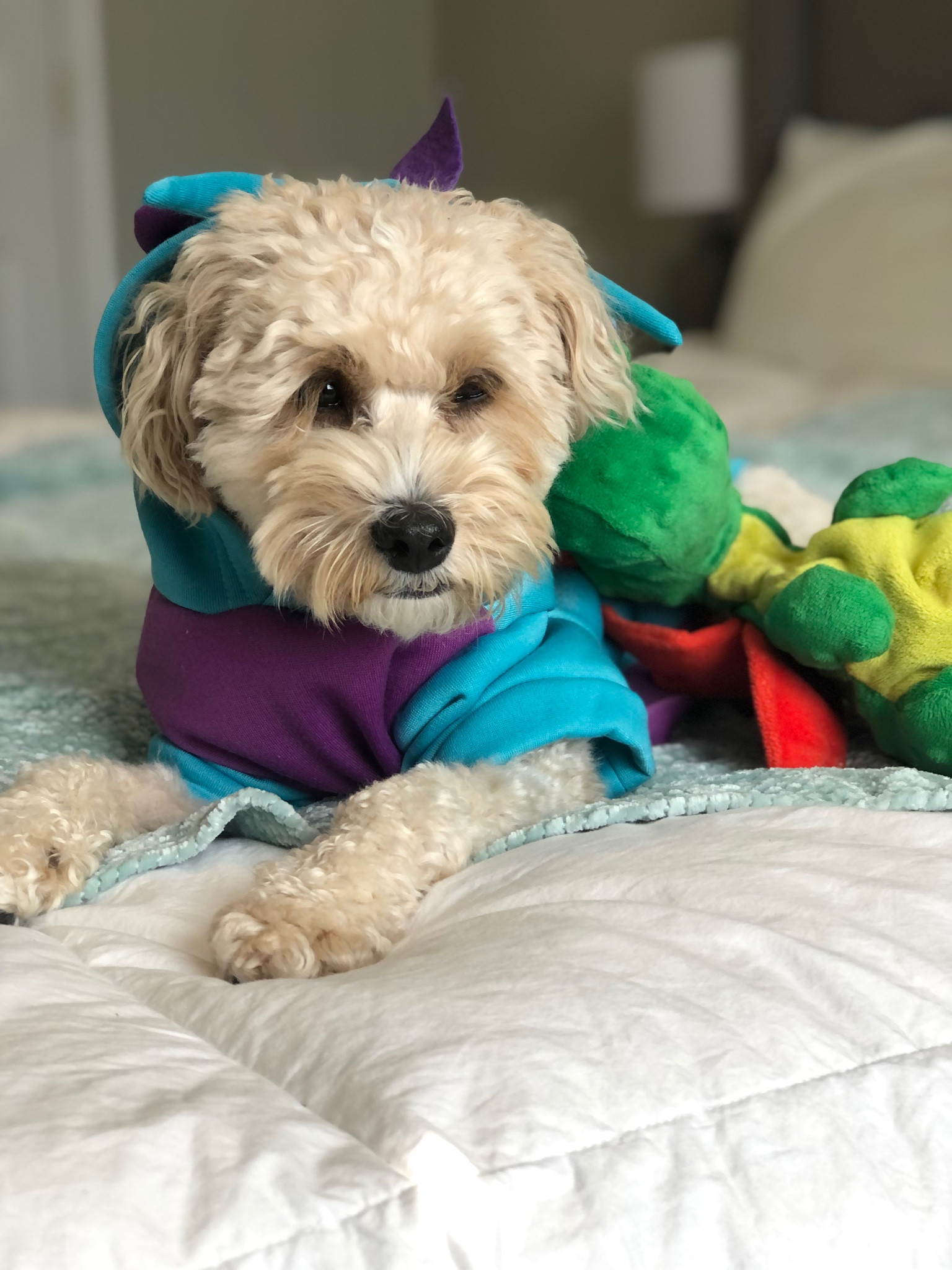 goDog Dragons with Chew Guard … curated on LTK