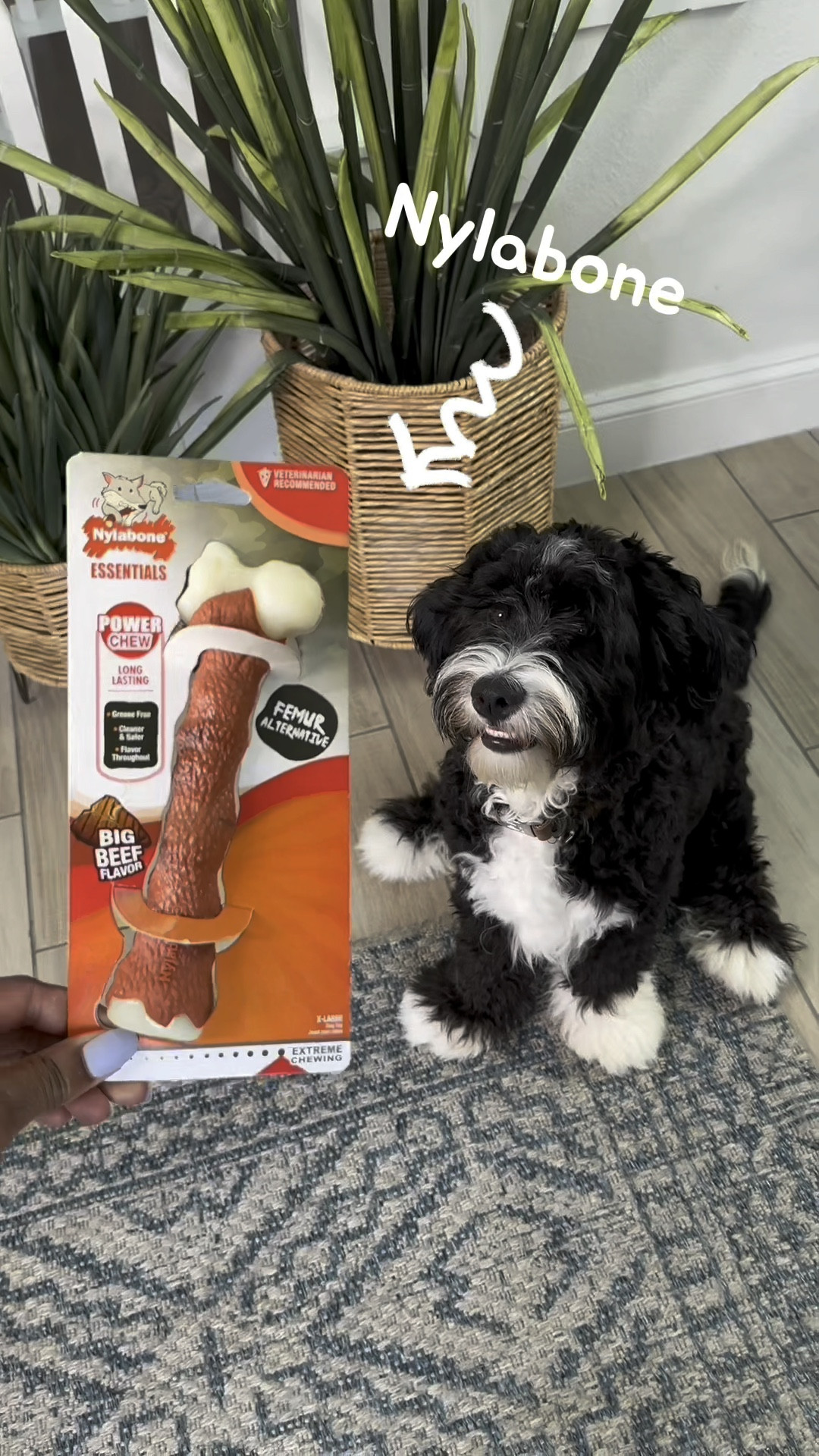 Instachew Puresight 360° Wi-Fi Pet … curated on LTK